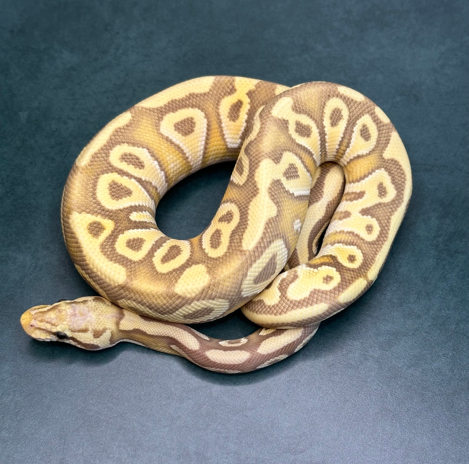 Banana Pastave 100% Clown Ball Python by Ball Python Distributors ...