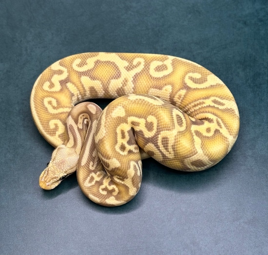 Banana Pastel Leopard Mojave? 100% Clown Ball Python by Ball Python ...