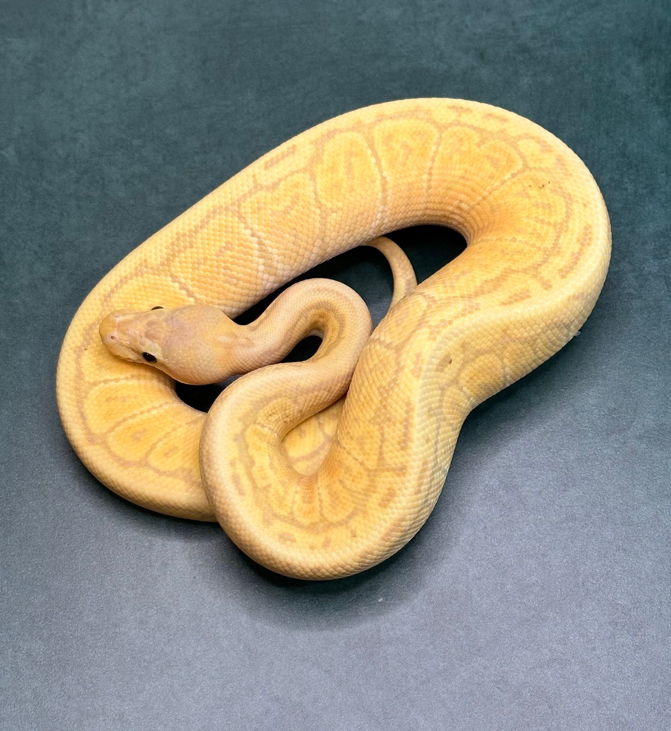 Banana Pinstripe Mahogany 100% Clown “Female Maker” Pos Spotnose Ball ...