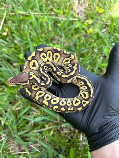 Pastave 100% Dh Monsoon Pied Ball Python by Ball Python Distributors