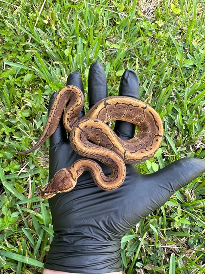 Pinstripe Pos Leopard 100% DH Monsoon Pied Ball Python by Ball Python ...