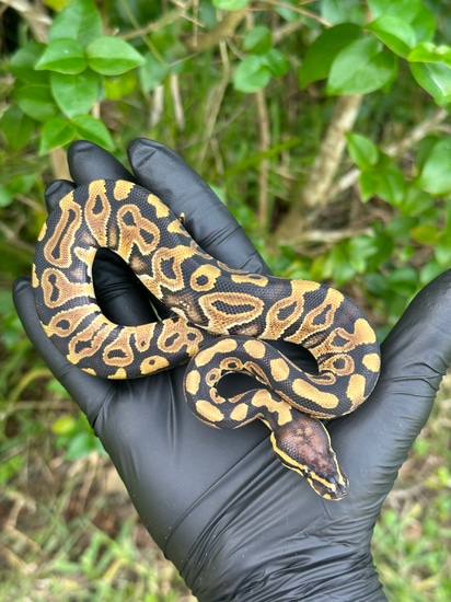 Special 100% Dh Monsoon Clown Ball Python by Ball Python Distributors