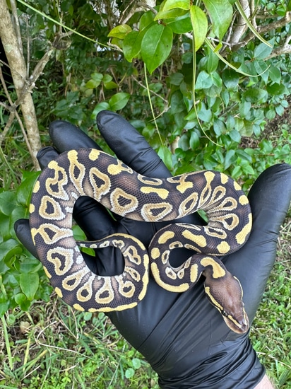 Mojave 100% Dh Monsoon Clown Ball Python by Ball Python Distributors