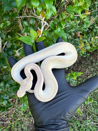 Banana Bamboo Clown Pos YB “female Maker” Ball Python by Ball Python ...