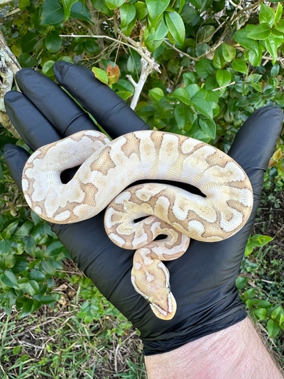Bamboo OD/Fire/Yb 100% Albino Ball Python by Ball Python Distributors