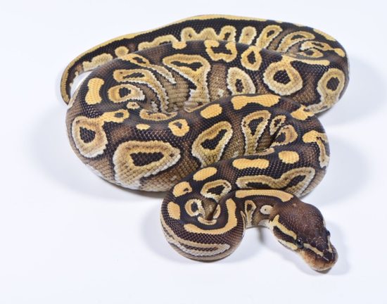 Mojave 100% Dh Monsoon Pied Ball Python by Ball Python Distributors