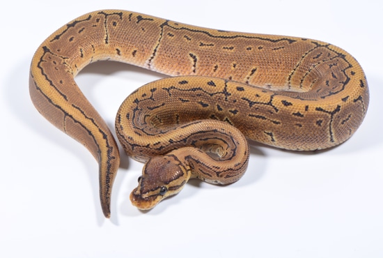 Pinstripe Pos Leopard 100% DH Monsoon Pied Ball Python by Ball Python ...