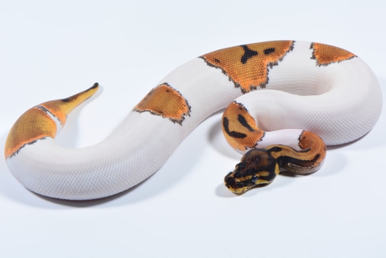 OD Leopard Pied Ball Python by Ball Python Distributors