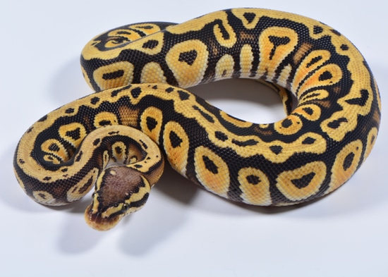 Cypress Pastel Honey 100% Clown Ball Python by Ball Python Distributors