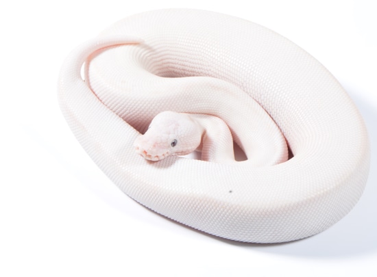 Bamboo/Lesser B.E.L 100% Clown Smaller Eyes Ball Python by Ball Python ...