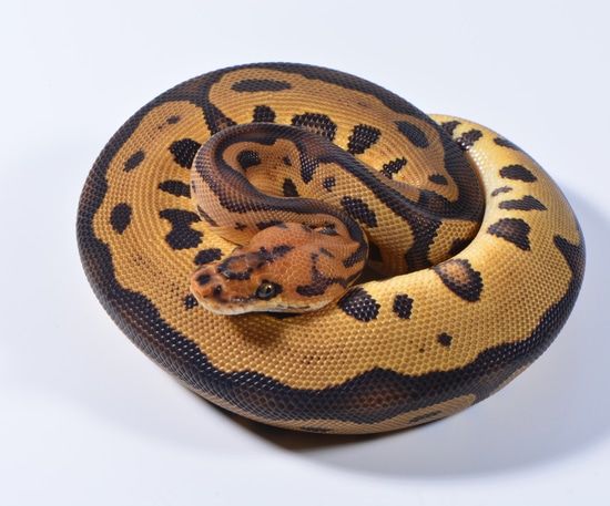 YB/Special Leopard Clown Ball Python by Ball Python Distributors