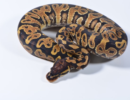 YB 100% DH Monsoon Albino/Candy Ph Pied Ball Python by Ball Python ...