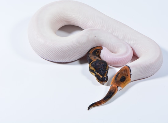 OD/YB? Leopard Pied 100% Albino/Candy Ball Python by Ball Python ...