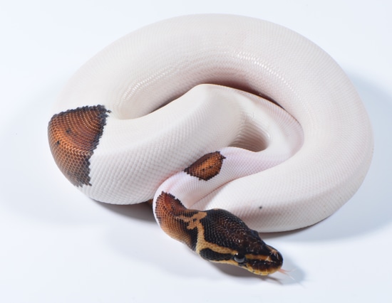 Black Pastel Leopard OD/YB Pied 100% Albino/Candy Ball Python by Ball ...