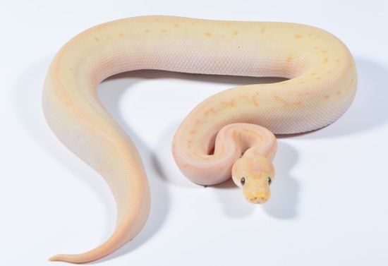 Banana Spinner Leopard Clown Pos YB Ball Python by Ball Python Distributors