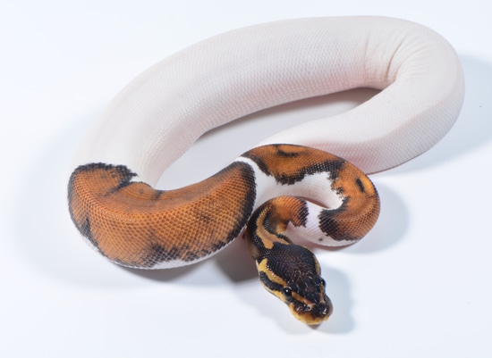 Black Pastel Cinder Pied Ball Python by Ball Python Distributors