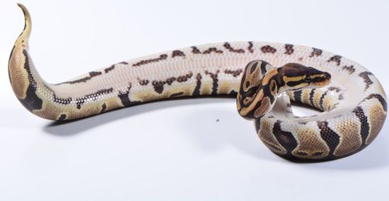 100% DH Sunset Pied Ball Python by Ball Python Distributors