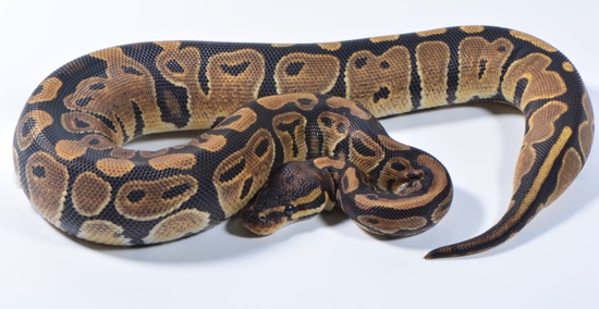 100% DH Sunset Pied + New Gene Ball Python by Ball Python Distributors