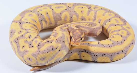 Banana Leopard/Super Leopard OD? 100% Pied 600g+ Ball Python by Ball ...