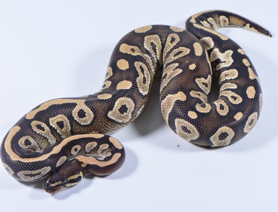 Mojave 100% DH Monsoon Pied Breeding Ball Python by Ball Python ...