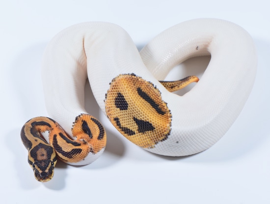 OD Leopard Vanilla Pied? Ball Python by Ball Python Distributors