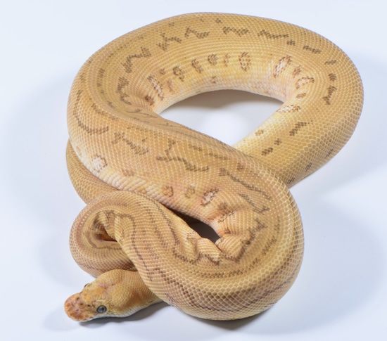Pinstripe Batman Honey Pos YB Ball Python by Ball Python Distributors