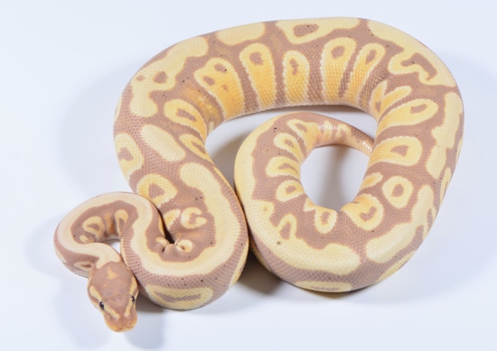400g+ Banana Mahogany 100% Clown Ball Python by Ball Python Distributors