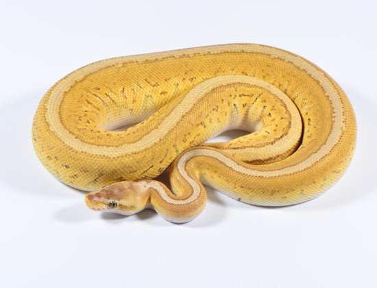 Cypress Lemomblast Honey 100% Dh. Ultramel Gs Ball Python by Ball ...