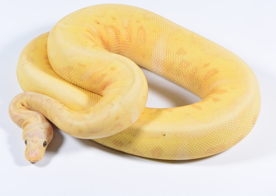 Female! Banana Firefly Gravel Clown? Ball Python by Ball Python ...
