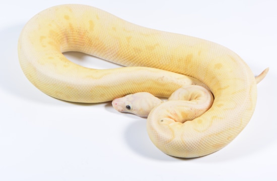 Banana Superfly? Clown Pos Gravel “female Maker” Ball Python by Ball ...