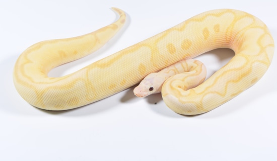 Banana Firefly Gravel Clown? “F/M” Ball Python by Ball Python Distributors