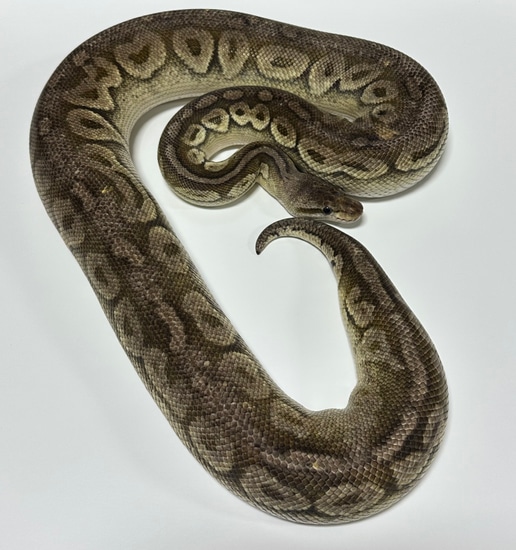 5 Lot Proven Females, Assortment 2 Ball Python by Ball Python Distributors