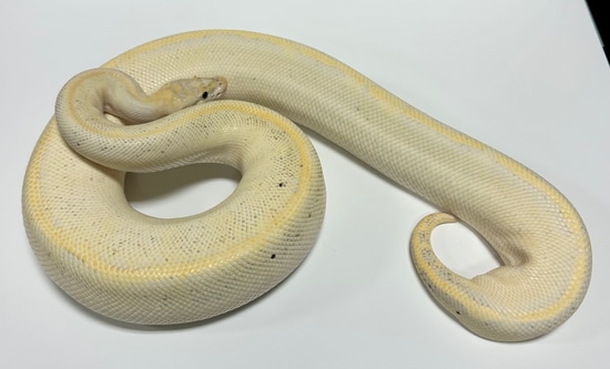 5 Lot Proven Females, Assortment Ball Python by Ball Python Distributors