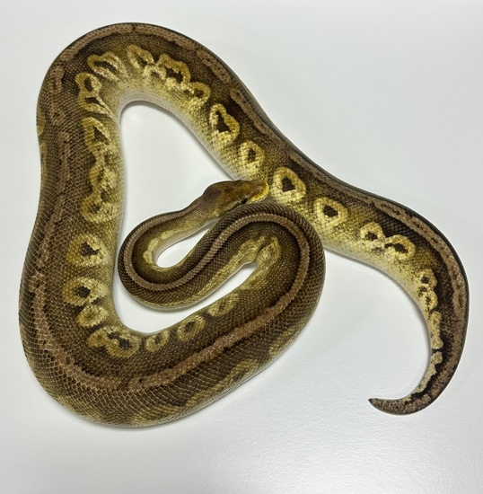 5 Lot Proven Females, Cypress, Cinder, Nanny! Ball Python by Ball ...