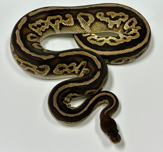 5 Lot Breeder Females: Cypress, Bamboo And More! Ball Python by Ball Python Distributors
