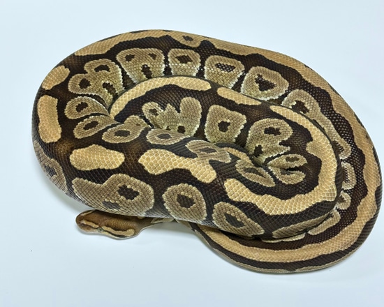 5 Lot Proven Breeder Females: Cypress, Super Mojave And Albino Ball ...