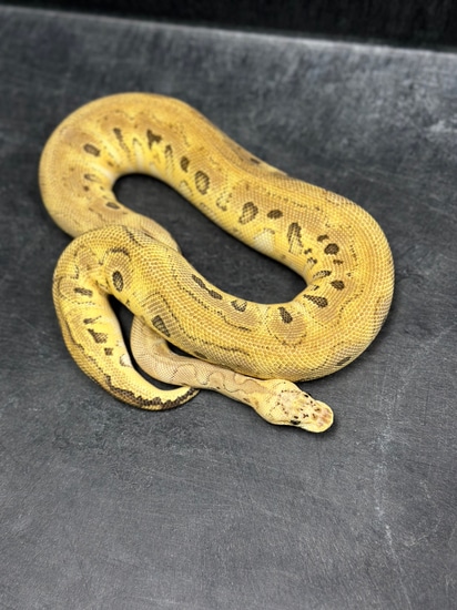Pastel Honey Clown Ball Python by Ball Python Distributors