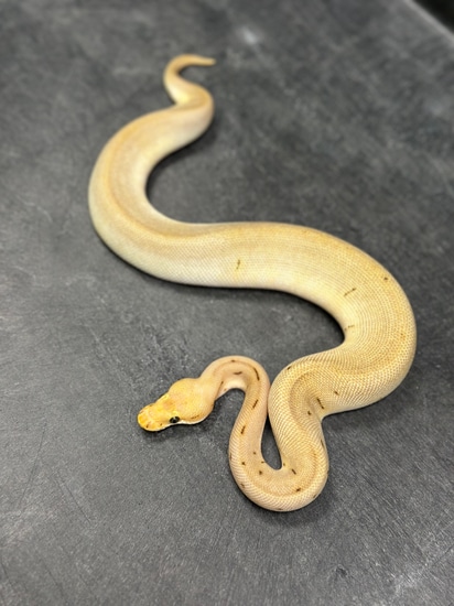 Leopard Spinner Clown ProbOD/Yb Ball Python by Ball Python Distributors
