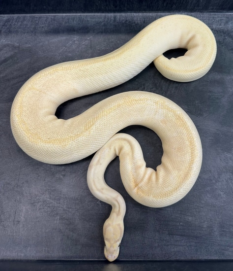 Proven Super Banana Spider Clown, *please Read* Ball Python by Ball Python Distributors