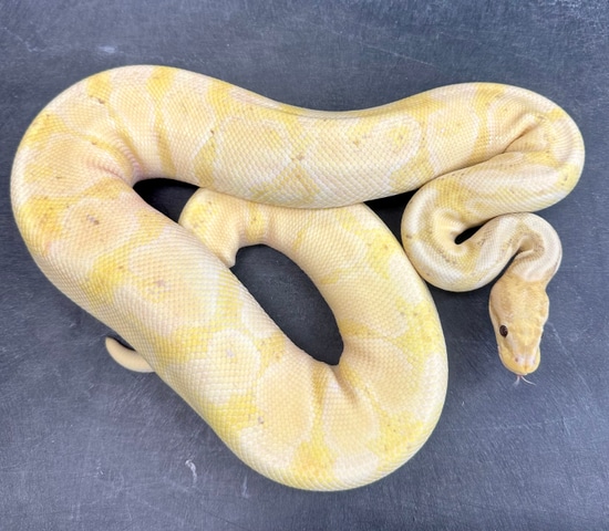 Proven Super Banana Fire/YB 100% Het Clown Ball Python by Ball Python ...