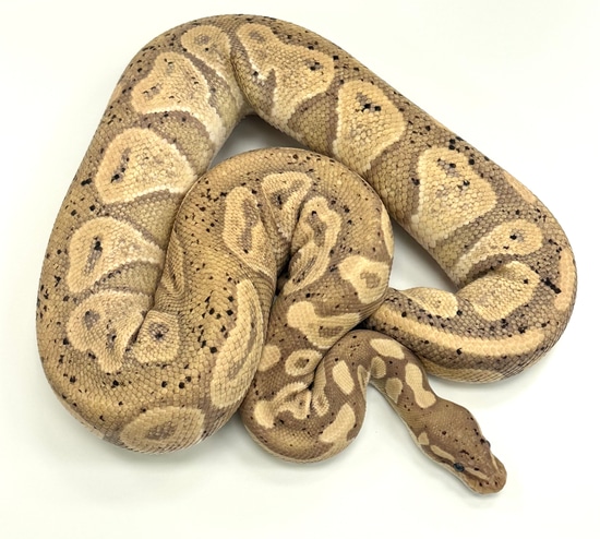 Banana Blackhead Proven Breeder Female Ball Python by Ball Python ...