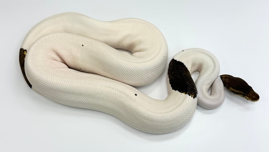 Black Pewter Pied Proven Breeder Ball Python by Ball Python Distributors