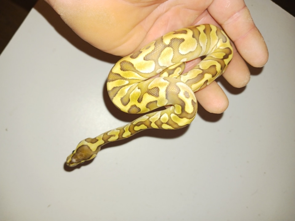 Scaleless Head Butter Enchi 100% Het Clown Ball Python by Ball Python ...