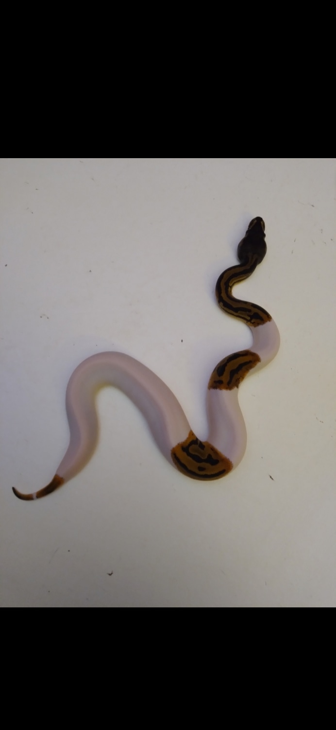 Pied Bald Candy Albino Ball Python by Ball Python Exotic Creations LLC ...
