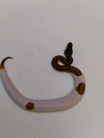 Pied Bald Candy Albino Ball Python by Ball Python Exotic Creations LLC