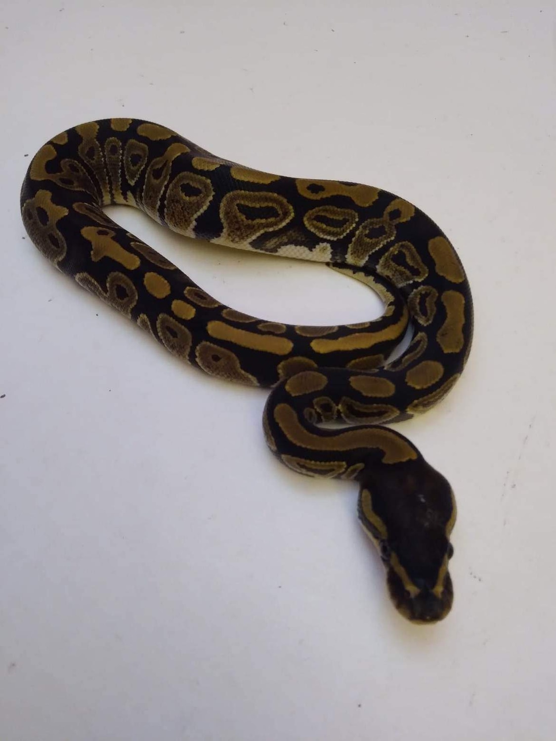 100% Het Pied Het Candino Ball Python by Ball Python Exotic Creations ...