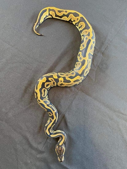 Leopard Het Candino 100% Het Pied Ball Python by Ball Python Exotic ...