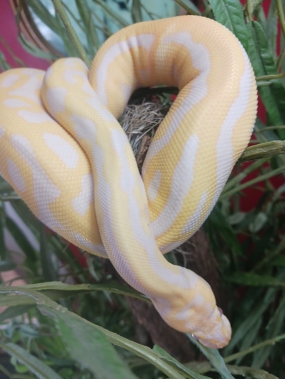 Leopard Candino 100% Het Pied Ball Python by Ball Python Exotic Creations LLC