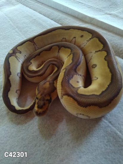 Lesser Clown Blade Ball Python by Ball Python Exotic Creations LLC