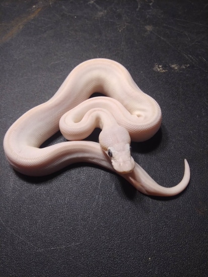 Blue Eye Lucy Ball Python by Ball Python Exotic Creations LLC
